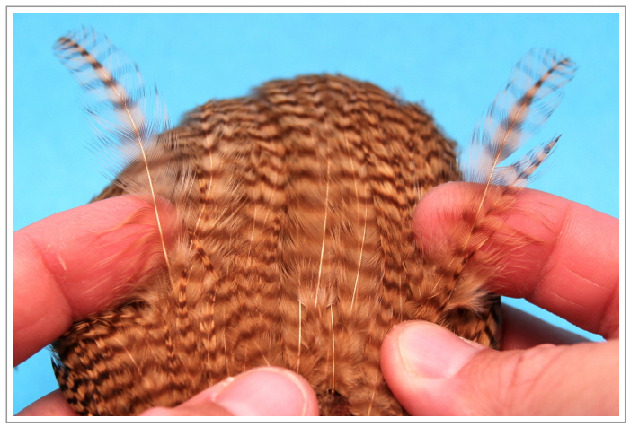 Fly Tying Tips - How to Select Feathers for Fly Tying Fly Tying Recipes ...