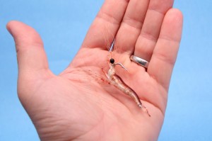 The Gulf Shrimp - Redfish Flies Fly Tying Recipes & Patterns