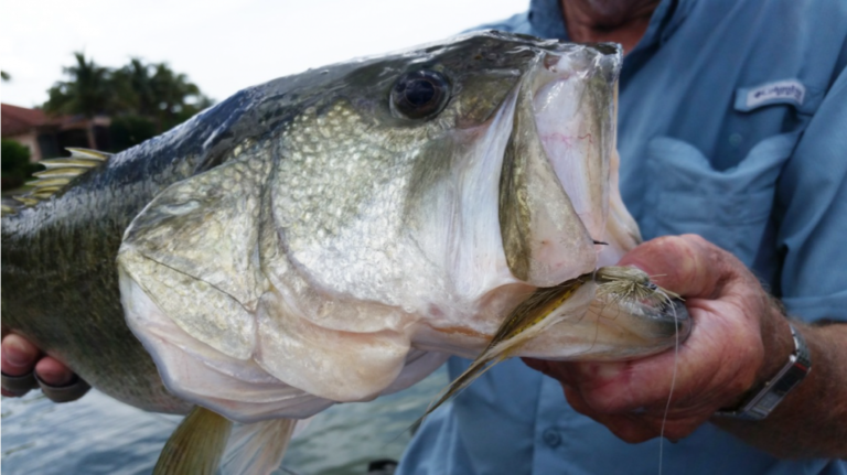 7 Best of the Best Largemouth Bass Flies Fly Tying Recipes & Patterns
