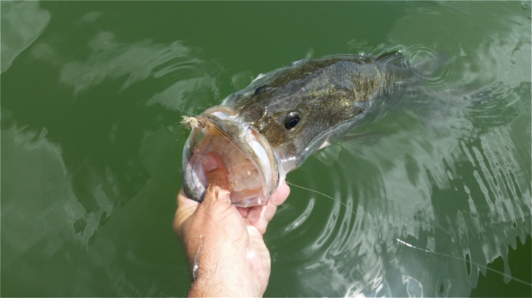 7 Best of the Best Largemouth Bass Flies Fly Tying Recipes & Patterns